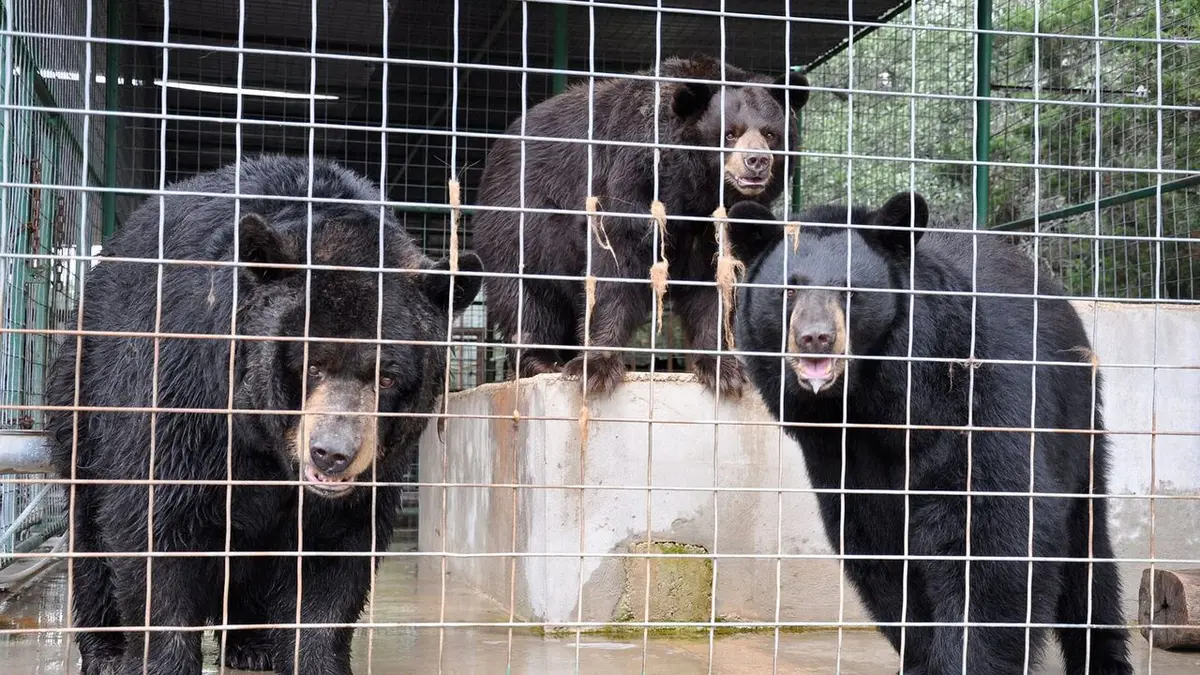 Animal Cops Miami Sauvetage d'ours (Documentaire) où…