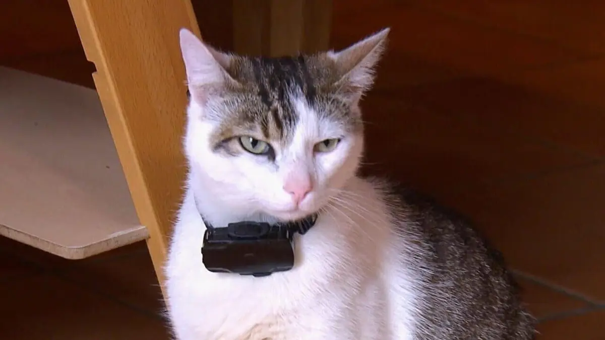 La vie secrète des chats Itinéraire d'un chat trop gâté (Documentaire ...