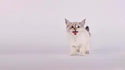 Hell's Cats Chats de concours : regarder en streaming