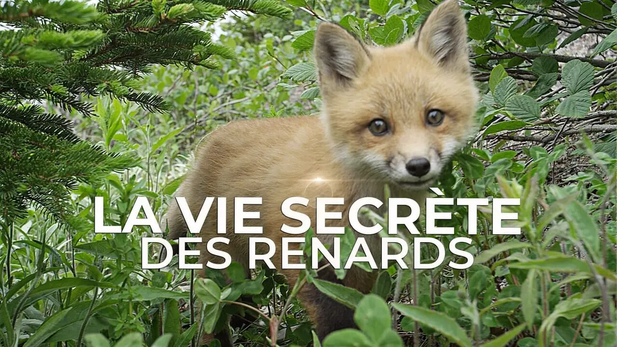 La vie secrète des renards (Documentaire) où regarder TV, Replay, Streaming