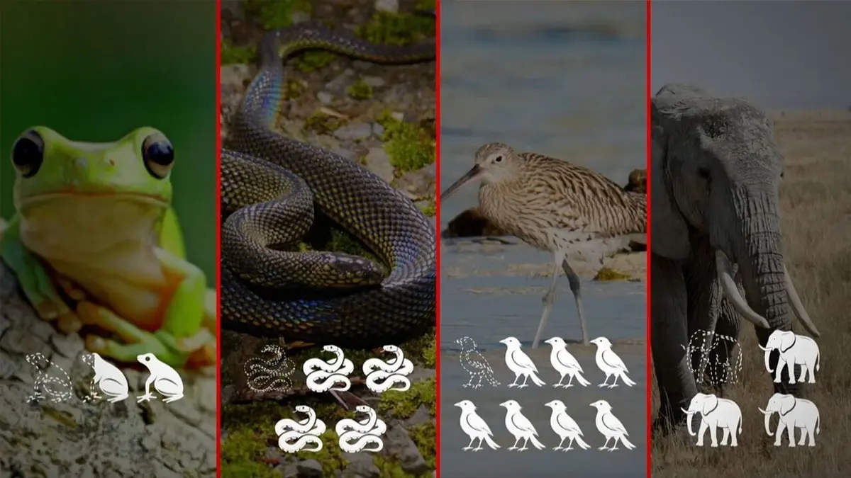 Le dessous des cartes Migrations intra-africaines : regarder en streaming