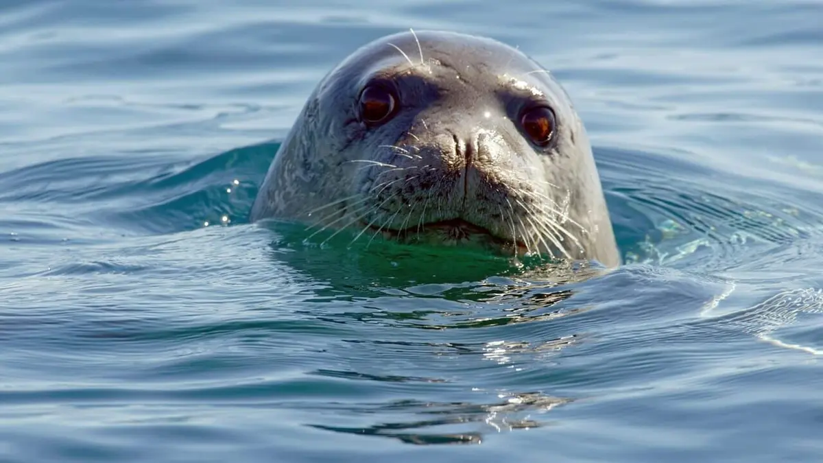 Le phoque-moine, une odyssée en Méditerranée - Documentaire (2021)