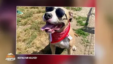 Animaux à adopter : nouvelle famille pour une nouvelle vie replay ...