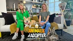 Animaux à adopter : nouvelle famille pour une nouvelle vie replay : revoir en streaming votre…