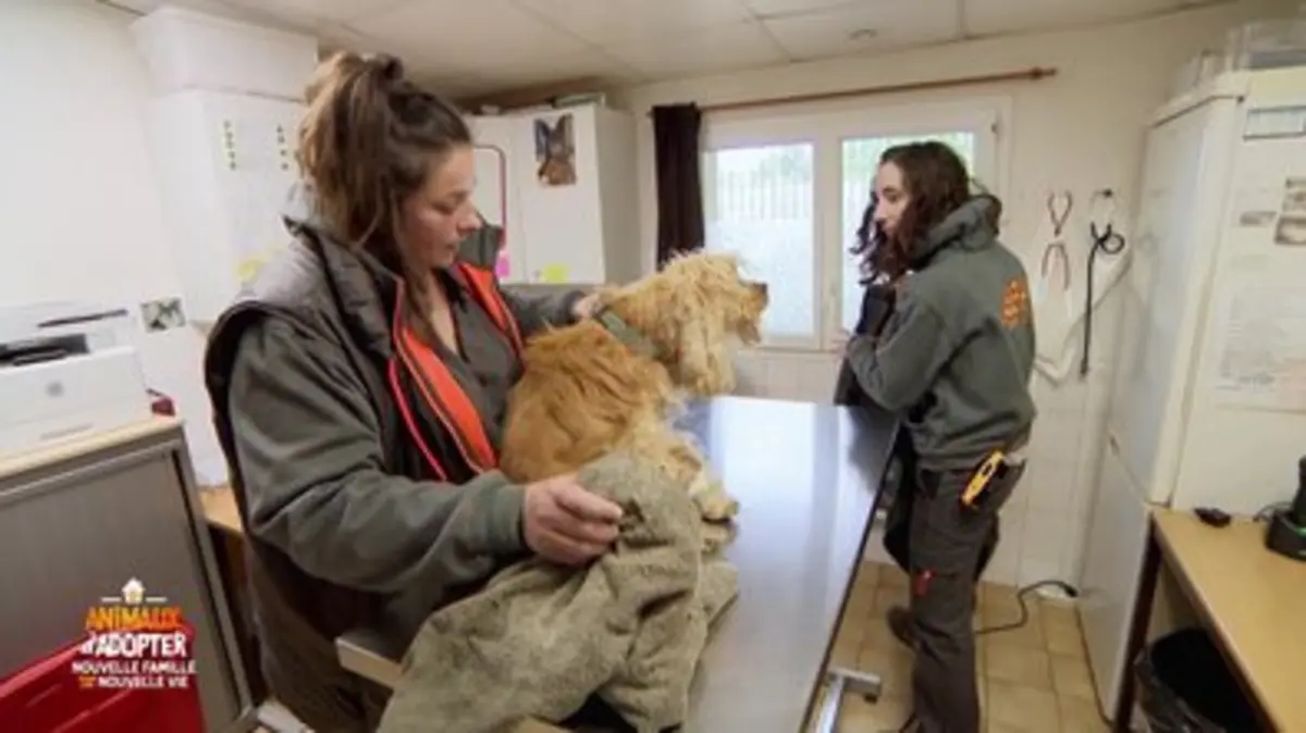 Animaux à adopter : nouvelle famille pour une nouvelle vie replay du 08 ...