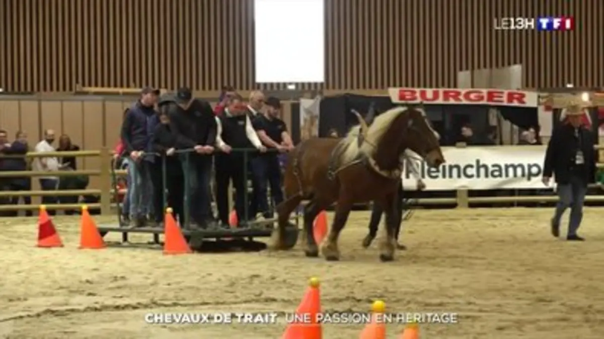 Journal de TF1 replay du 01/03/2025 : Chevaux de trait : une passion en héritage