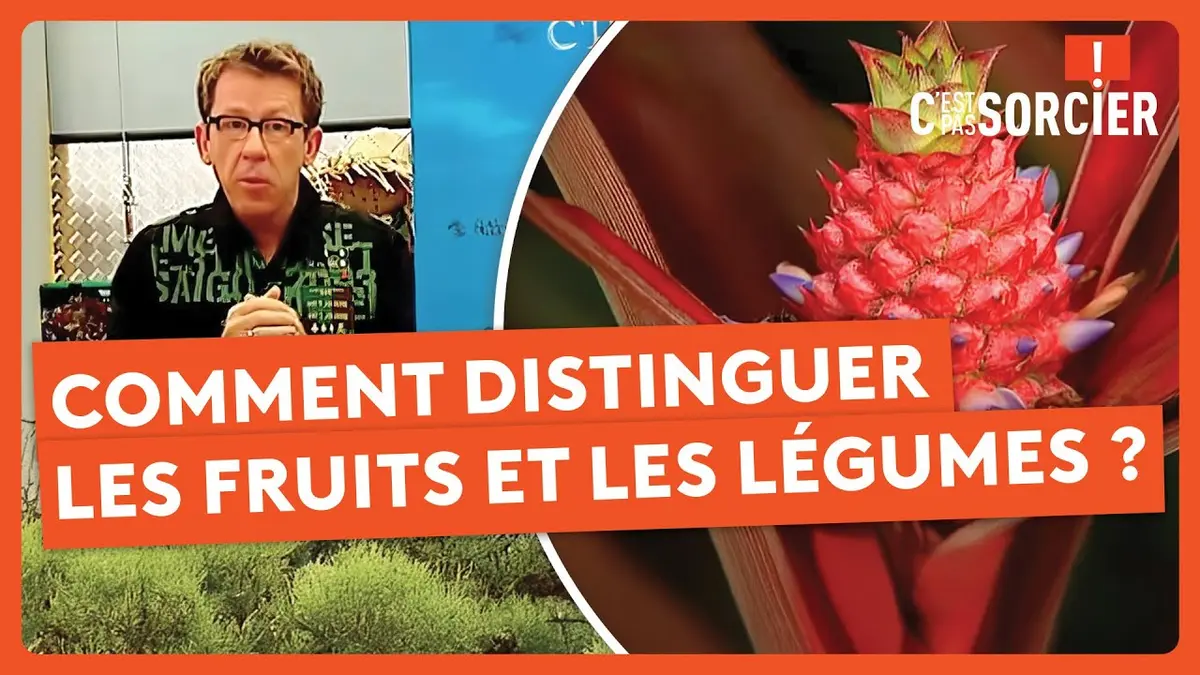 C'est pas sorcier replay du 03/08/2025 : Comment distinguer les fruits ...