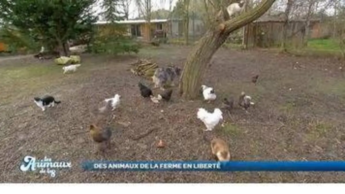 Replay Les animaux de la 8 du 04/04/2016 : Des animaux de la ferme en ...