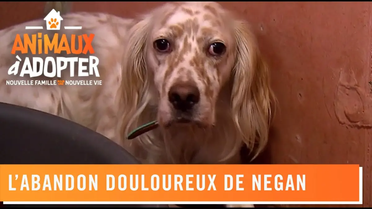 Animaux à adopter : nouvelle famille pour une nouvelle vie replay du 08/08/2022 : L'abandon…