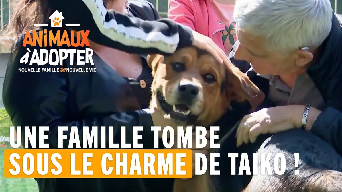 Animaux à adopter : nouvelle famille pour une nouvelle vie replay du 07/04/2024 : L'émotion d'une…