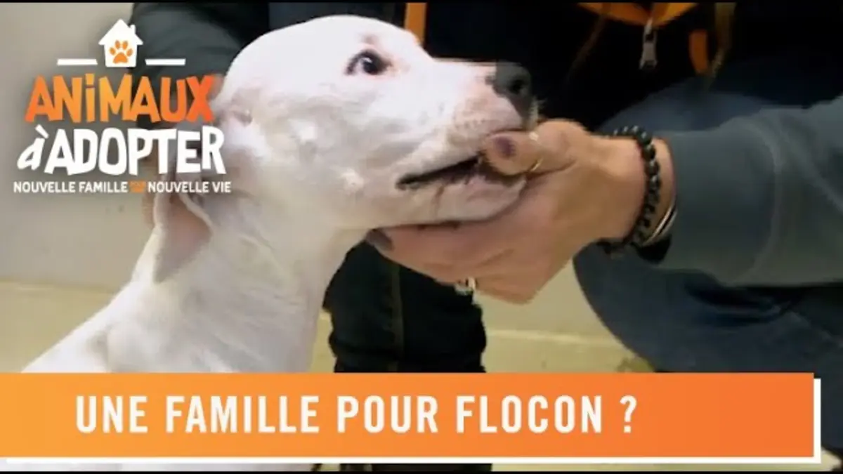 Animaux à adopter : nouvelle famille pour une nouvelle vie replay du 16/05/2022 : L'histoire de…
