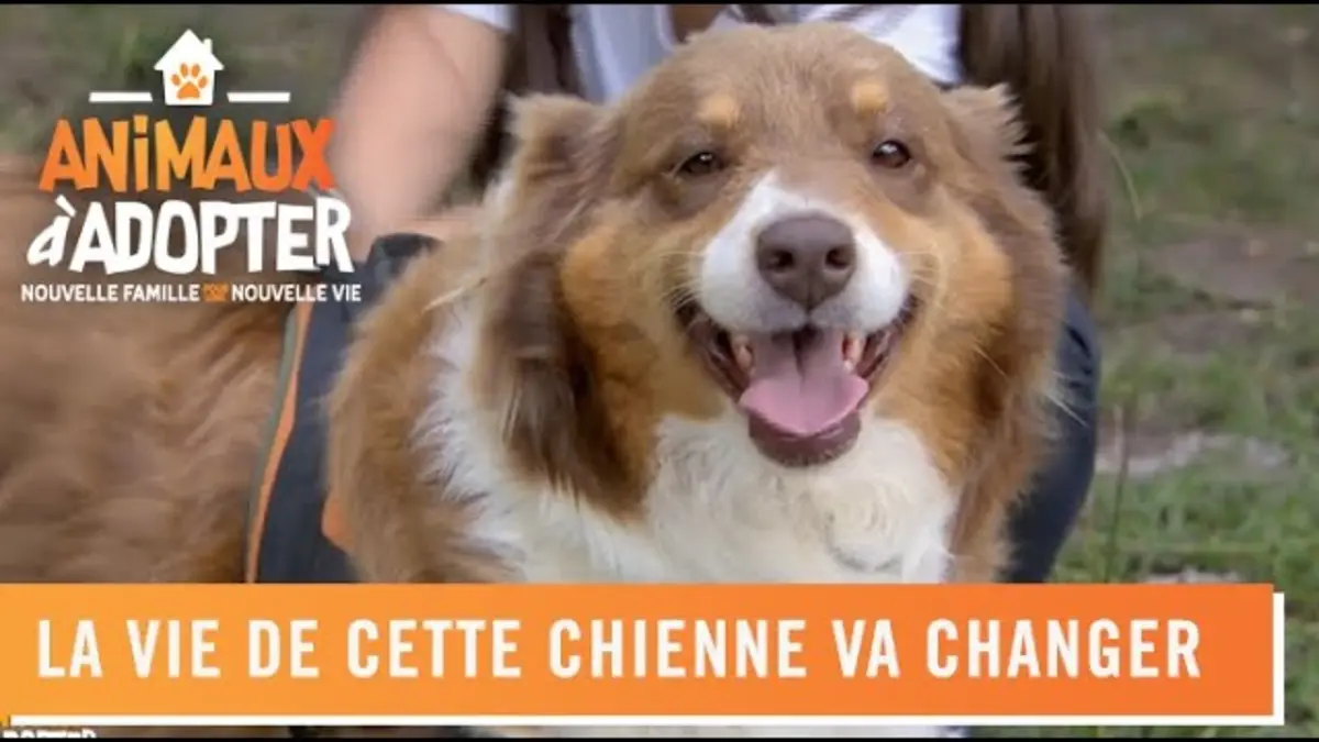 Replay Animaux à adopter : nouvelle famille pour une nouvelle vie du 15/04/2022 : L’histoire de…
