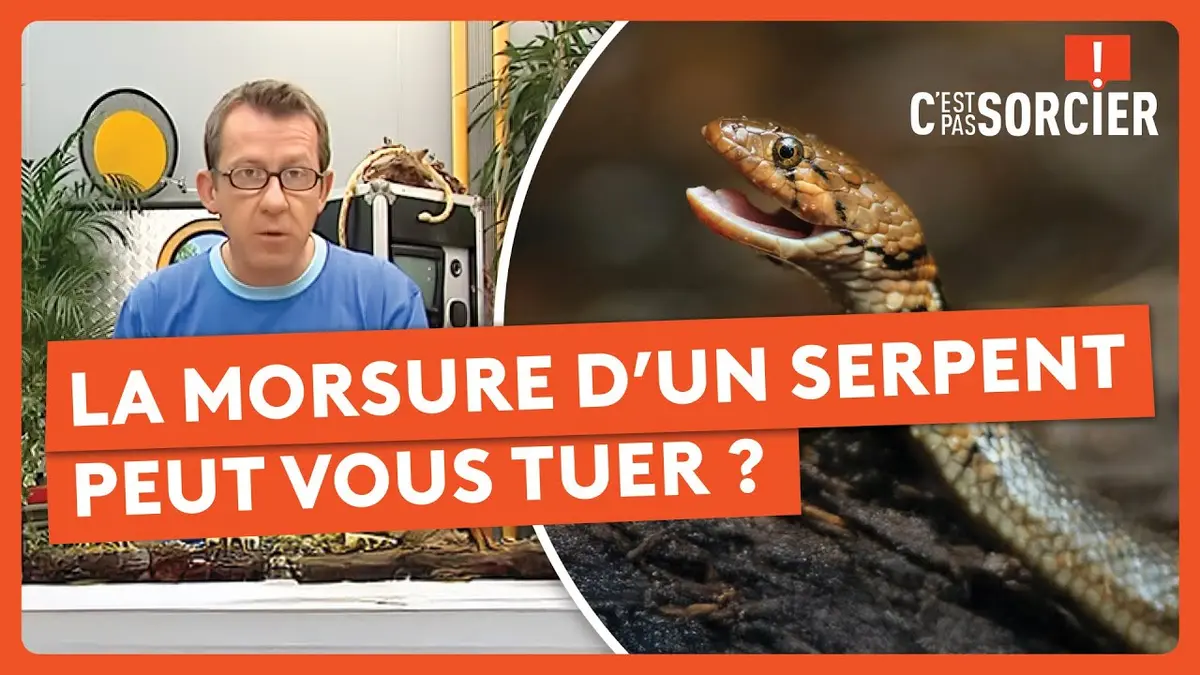 C'est pas sorcier replay du 27/12/2025 : La morsure d’un serpent peut ...