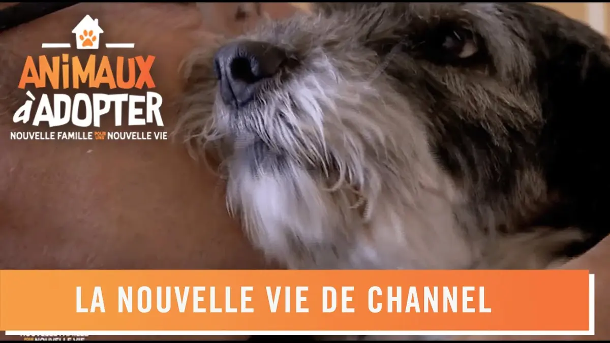 Animaux à adopter : nouvelle famille pour une nouvelle vie replay du 19/08/2022 : La nouvelle vie…