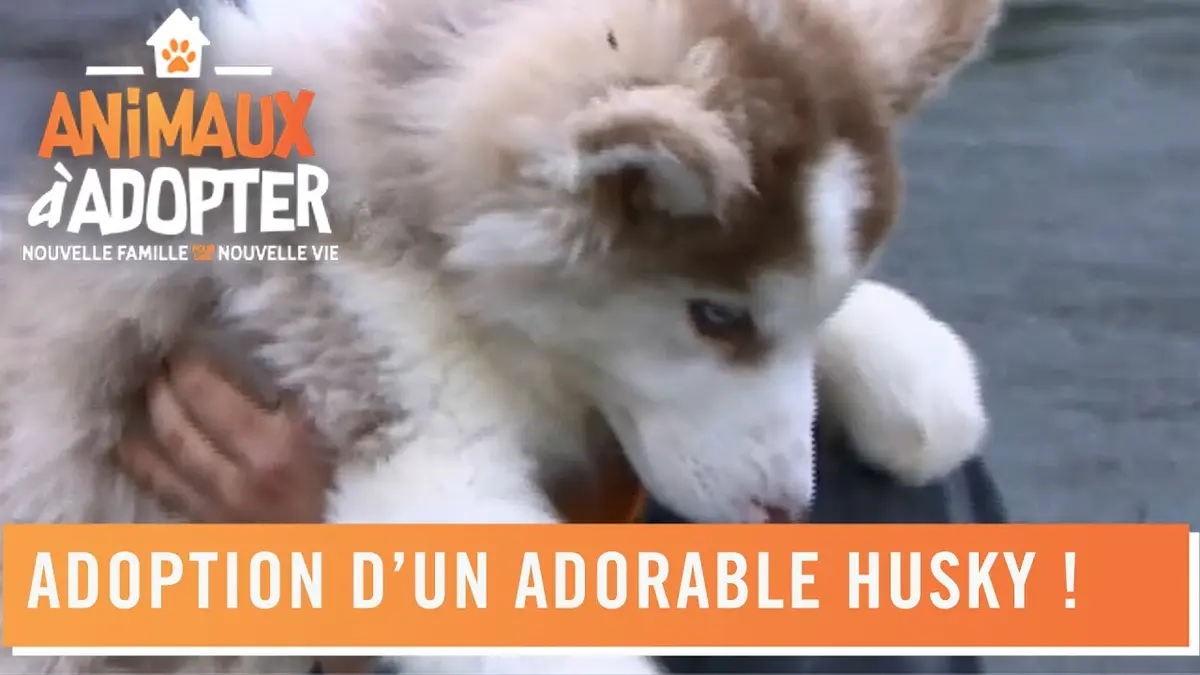 Replay Animaux à adopter : nouvelle famille pour une nouvelle vie du 24/04/2022 : Nala, un husky de…
