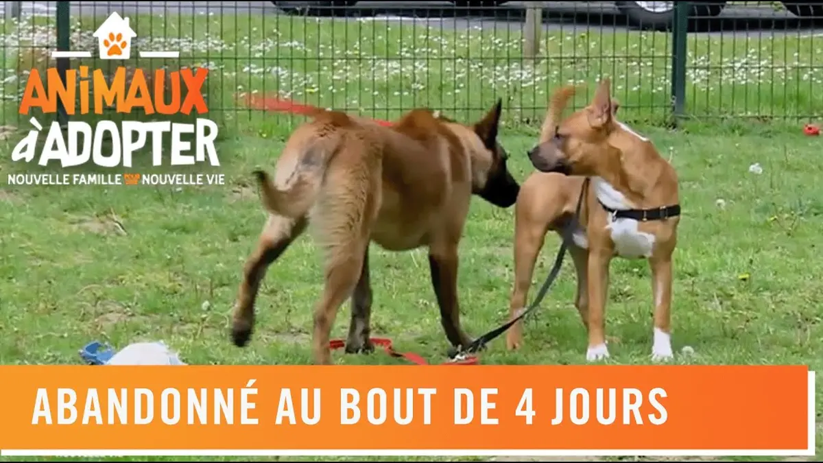 Replay Animaux à adopter : nouvelle famille pour une nouvelle vie du 04/08/2022 : Pipoudou…