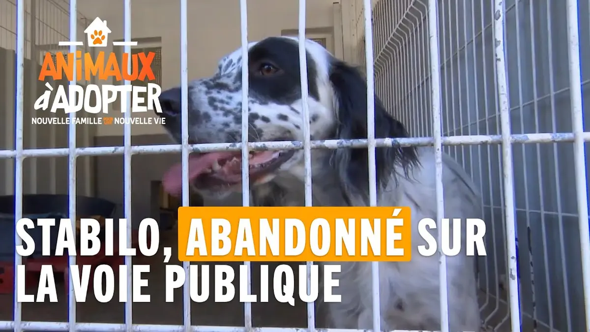 Animaux à adopter : nouvelle famille pour une nouvelle vie replay du 26/05/2023 : Stabilo, le chien…