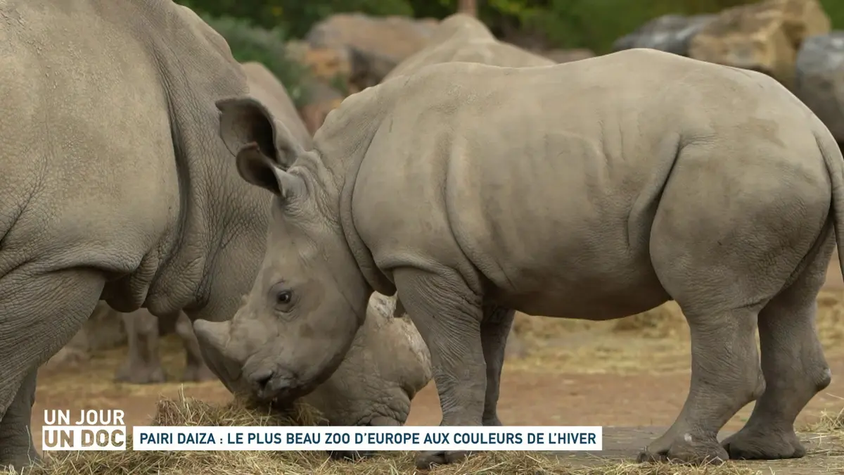 Un jour, un doc replay du 13/12/2023 : Un jour, un doc : Pairi Daiza : le plus beau zoo…