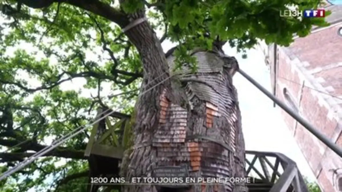 Replay Journal de TF1 du 24/06/2024 : 1 200 ans... et toujours en pleine forme