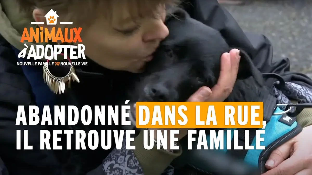 Replay Animaux à adopter : nouvelle famille pour une nouvelle vie du 19/11/2023 : Abandonné dans ...