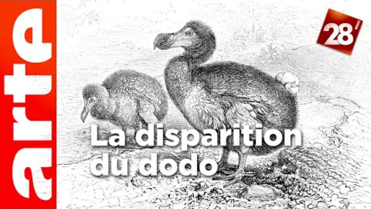 Replay 28 minutes du 01/12/2024 : Intéressant : Pourquoi le dodo a-t-il ...