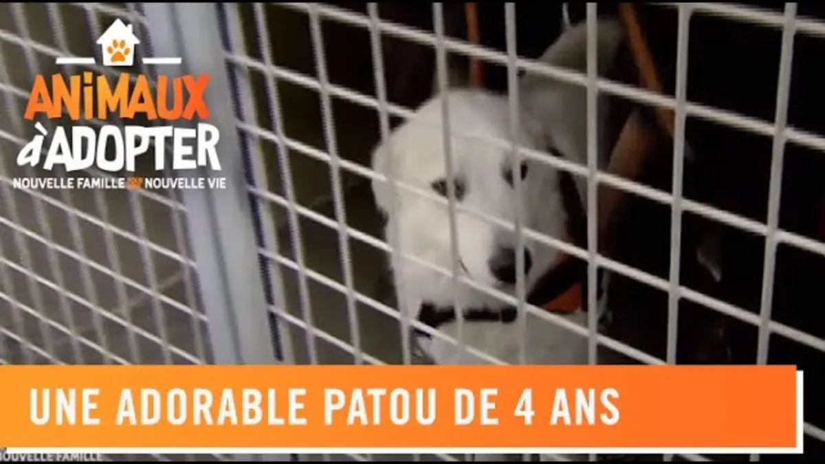 Replay Animaux à adopter : nouvelle famille pour une nouvelle vie du 09/05/2022 : La SPA : Neska ...