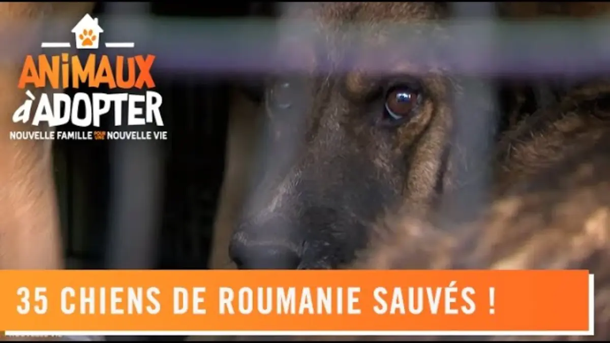 Replay Animaux à adopter : nouvelle famille pour une nouvelle vie du 06/12/2022 : La SPA ...