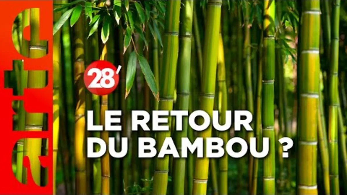 Replay 28 minutes du 19/05/2024 : Le bambou, matériau low-tech et ...