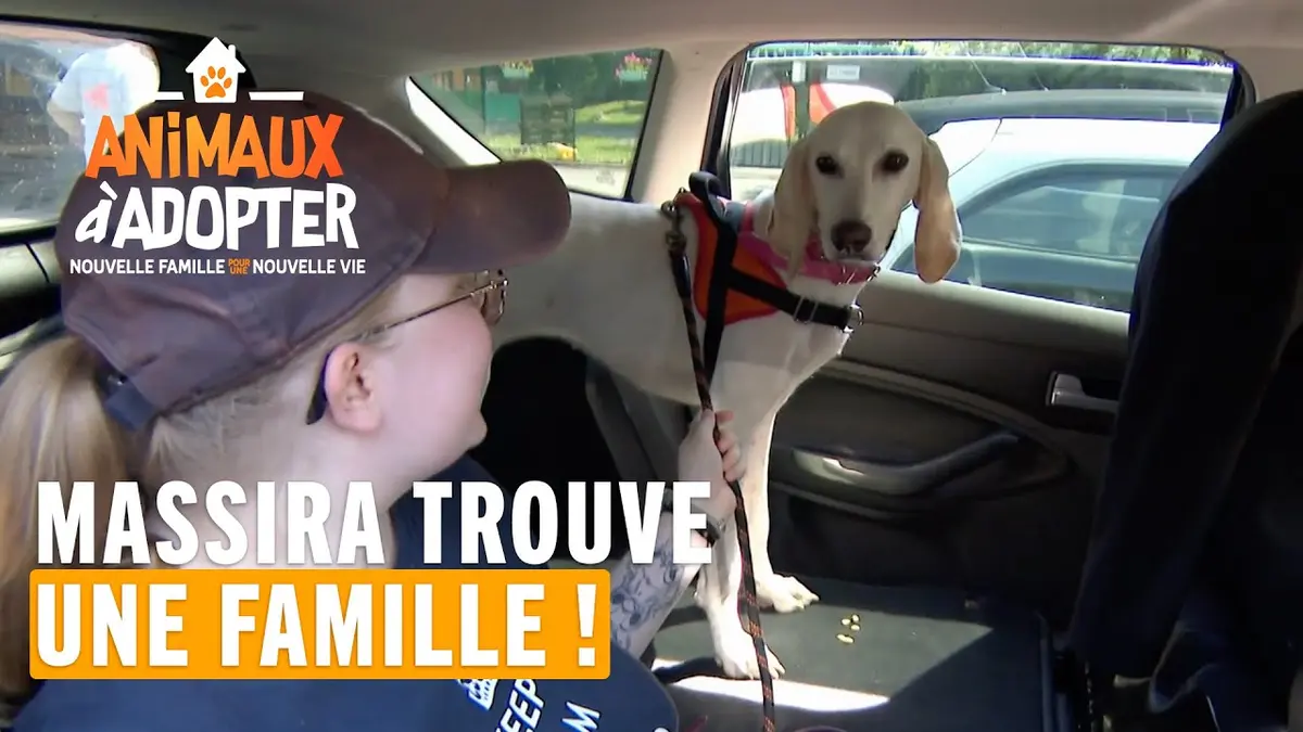 Replay Animaux à adopter : nouvelle famille pour une nouvelle vie du 24/12/2023 : Massira trouve ...
