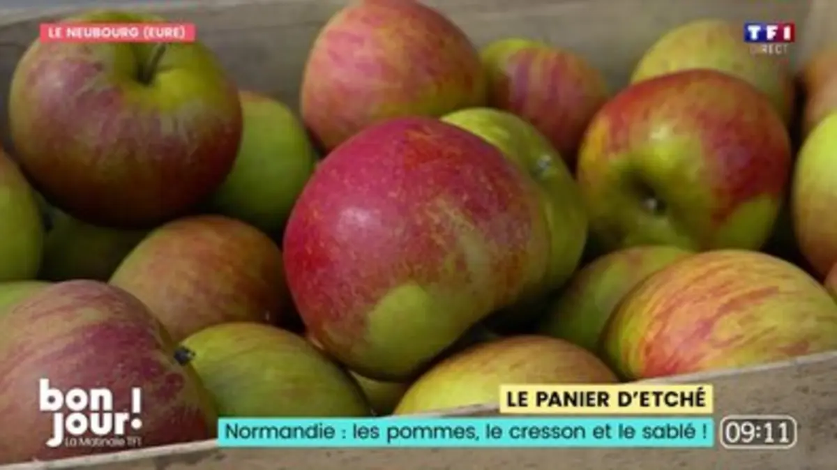 Replay Bonjour ! La Matinale TF1 du 24/09/2024 : Normandie : les pommes ...