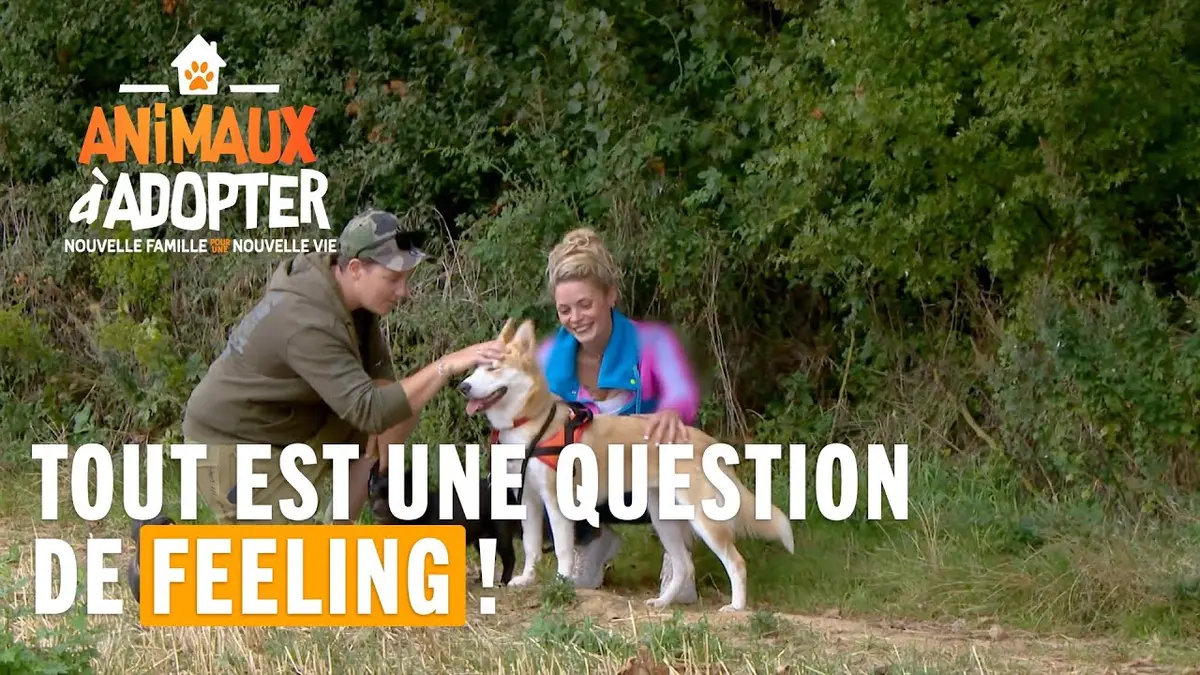 Replay Animaux à adopter : nouvelle famille pour une nouvelle vie du 01/04/2024 : Tout est une ...