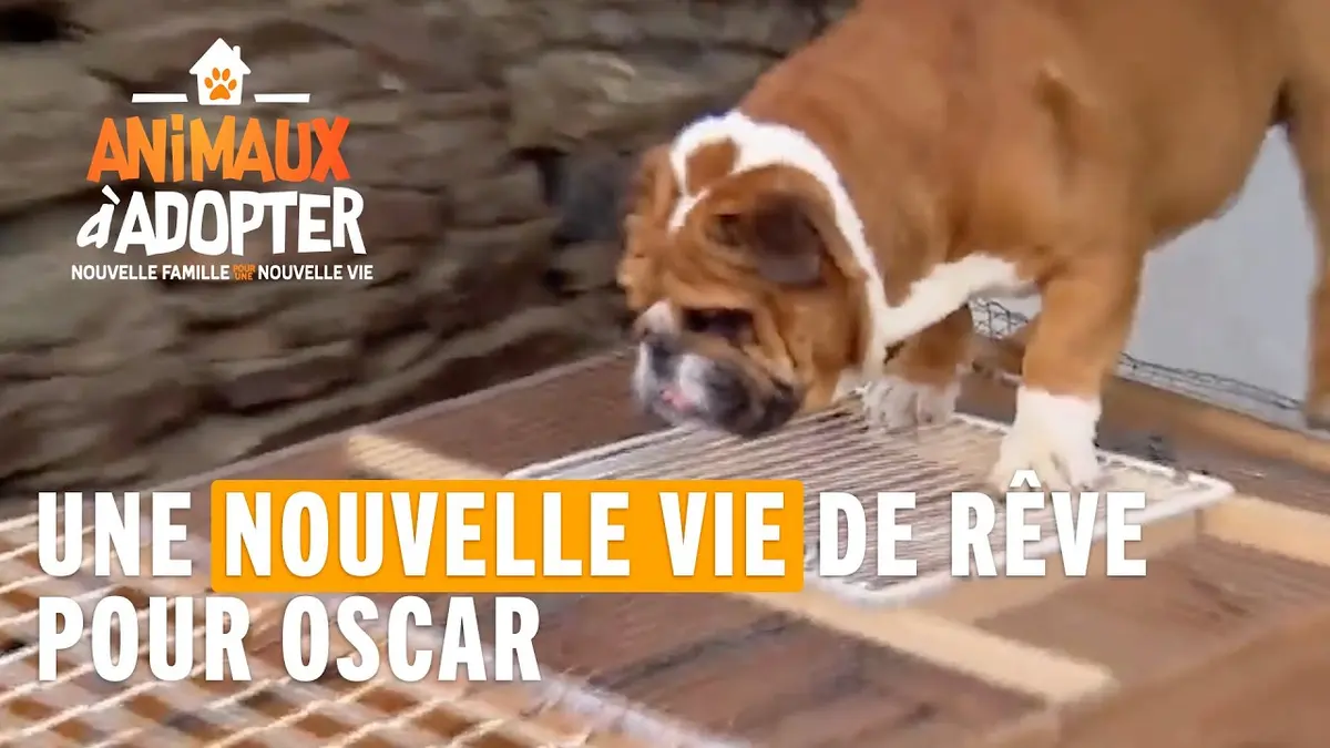 Replay Animaux à adopter : nouvelle famille pour une nouvelle vie du 07/06/2023 : Une nouvelle ...