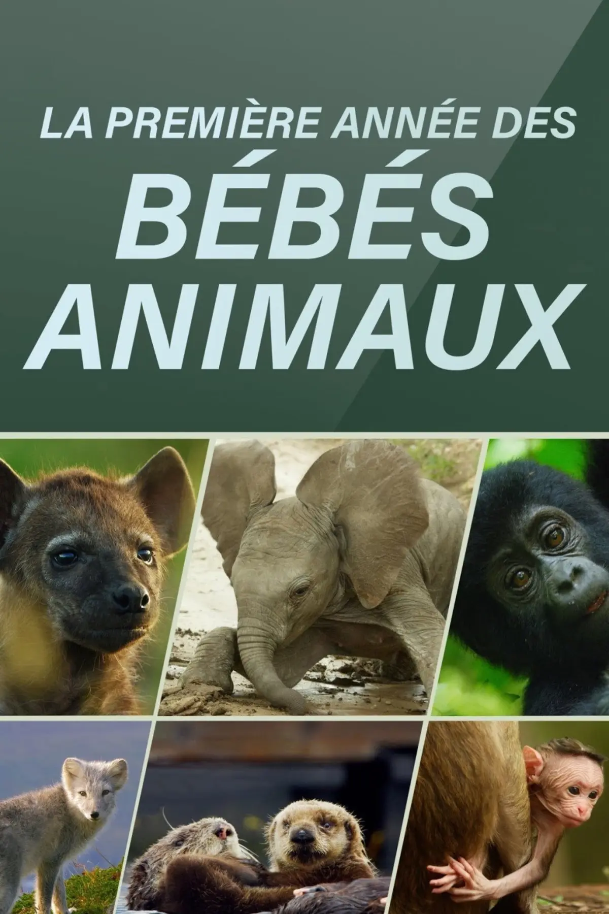 La première année des bébés animaux streaming: regarder en streaming