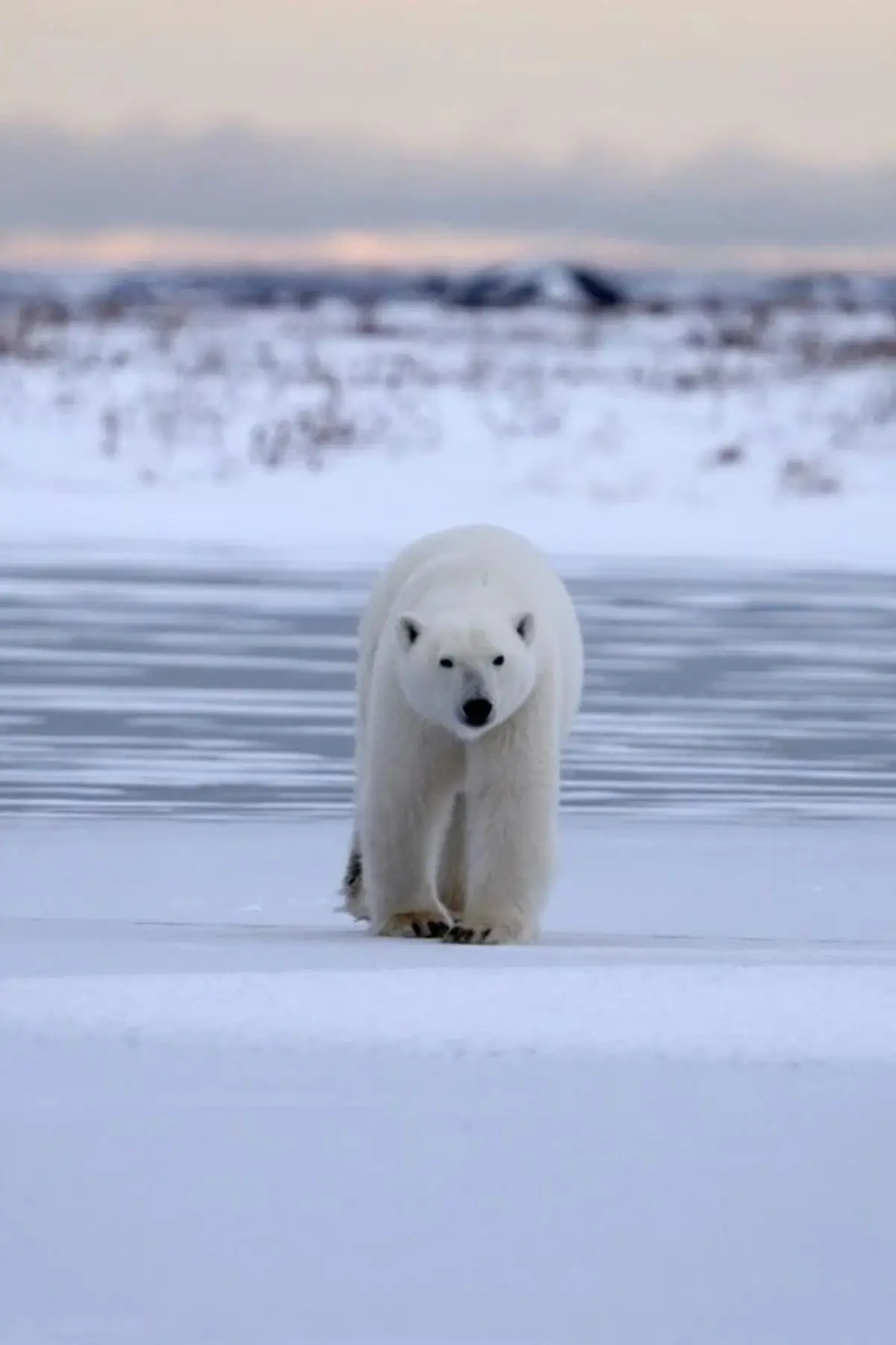Polar Bear Country streaming: regarder le film en VOD légale