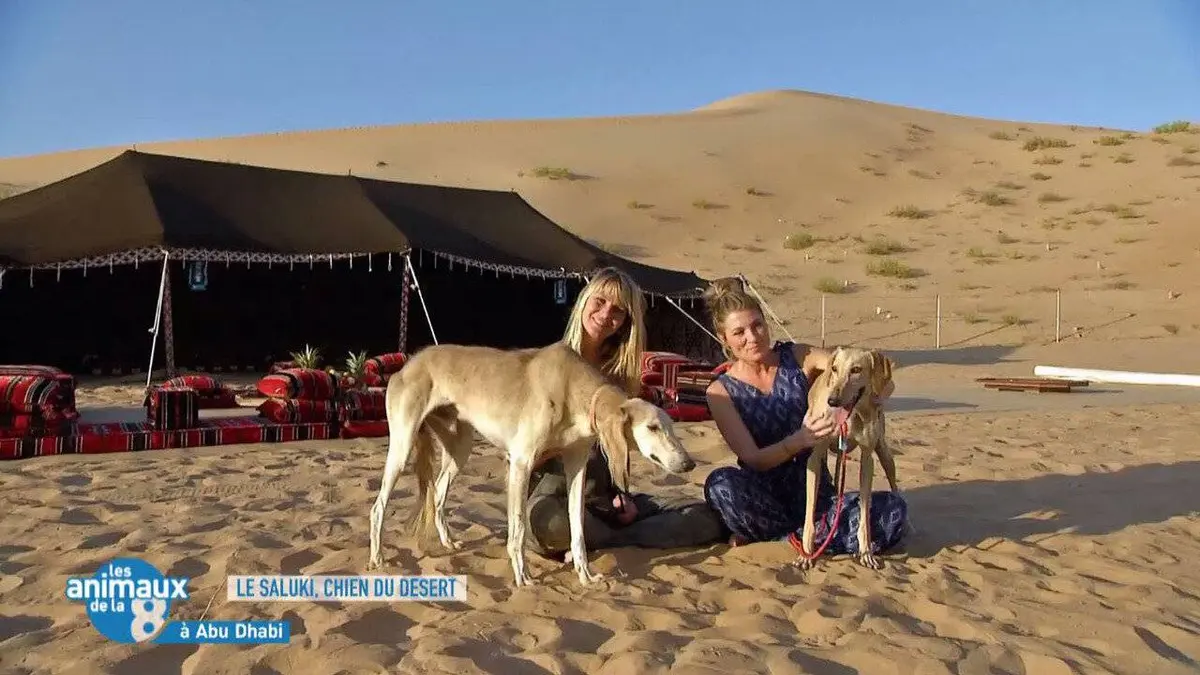 Les animaux de la 8 Di 25.09.22 les animaux de la 8 islande (Magazine) • Programme TV & Replay
