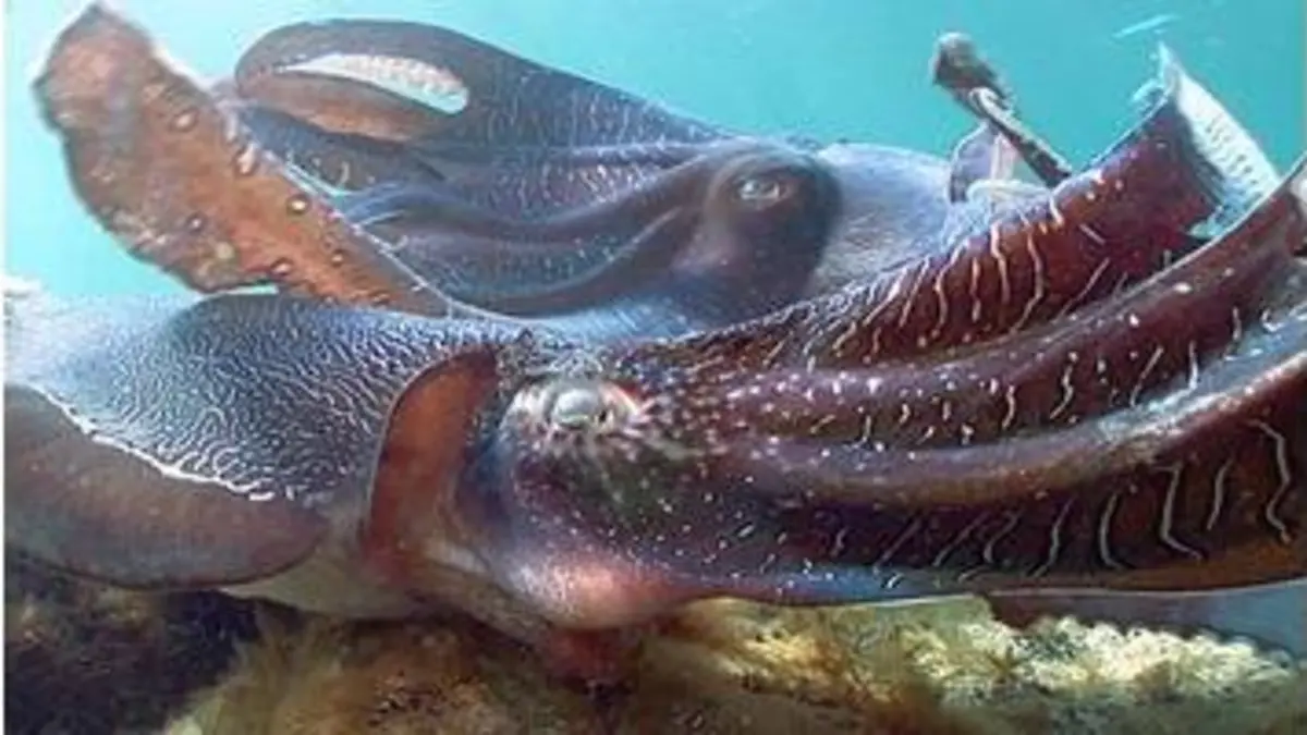 Replay Ces drôles de poissons du 12/03/2017 : Ces drôles de poissons ...